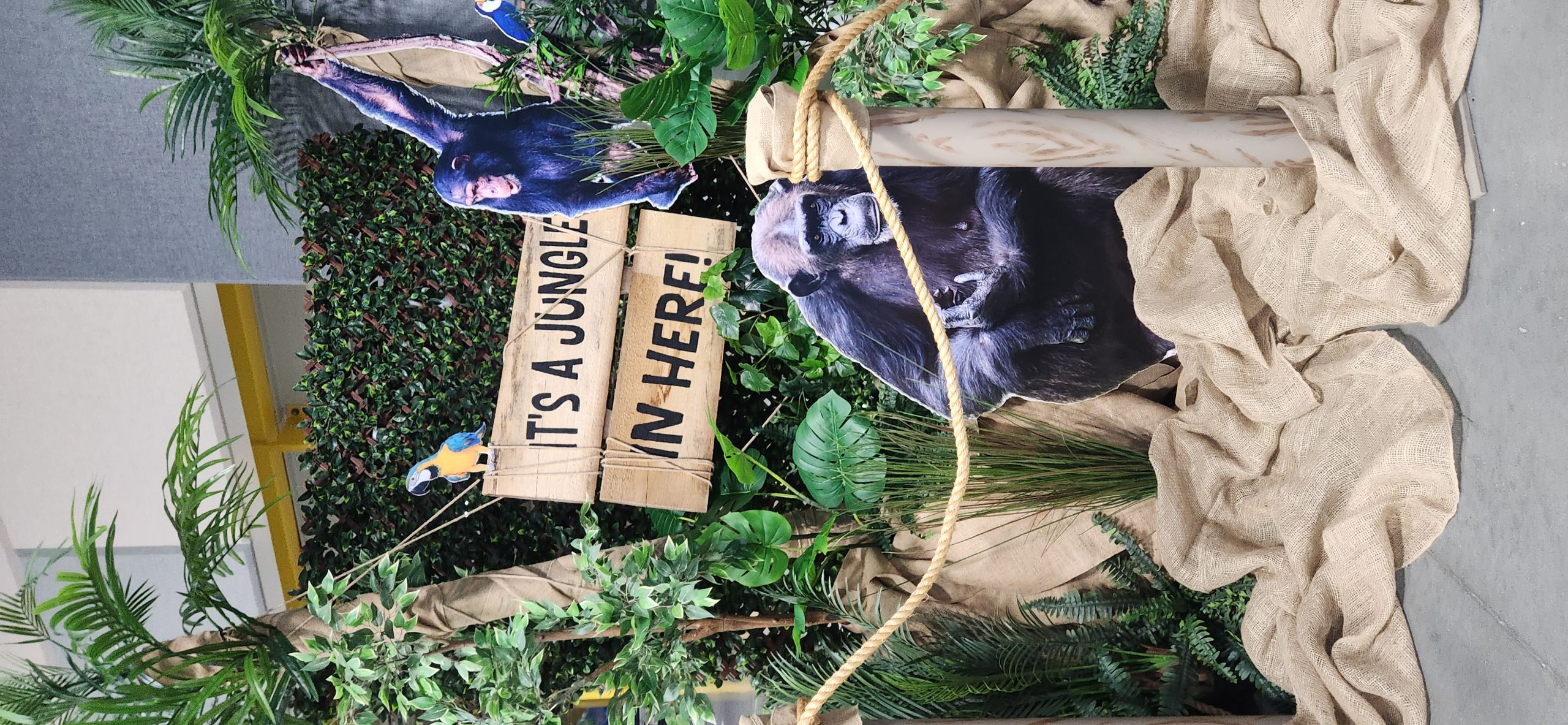 Safari Gallery - Chair Flair